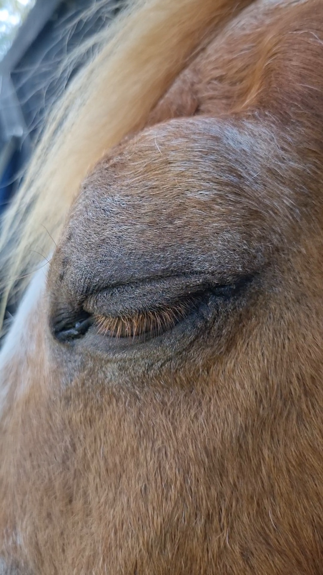 Horse Eye Tracker Object Detection Dataset and Pre-Trained Model by Blink Rate Analysis