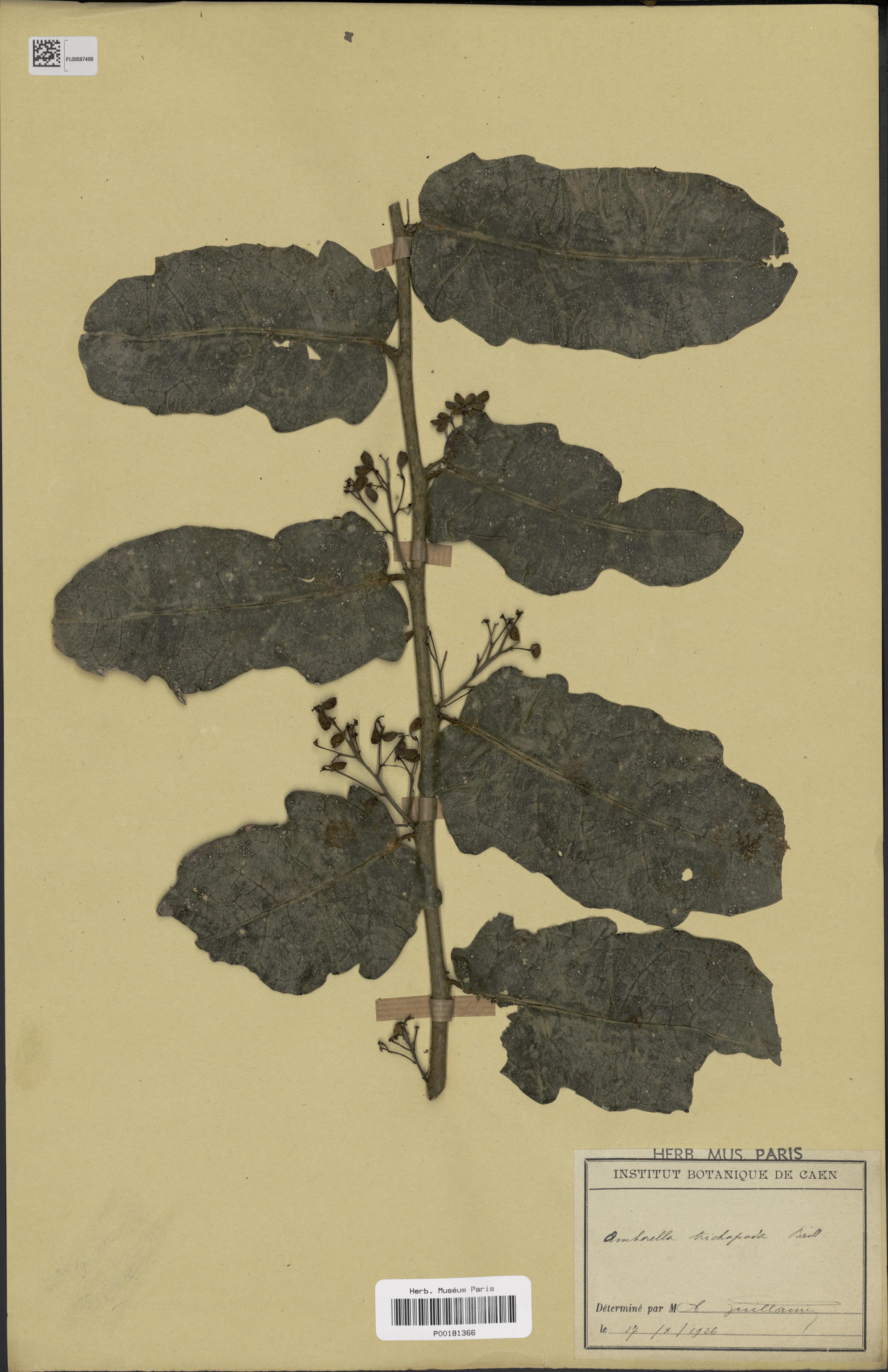 Plant Finder Object Detection Dataset and Pre-Trained Model by School