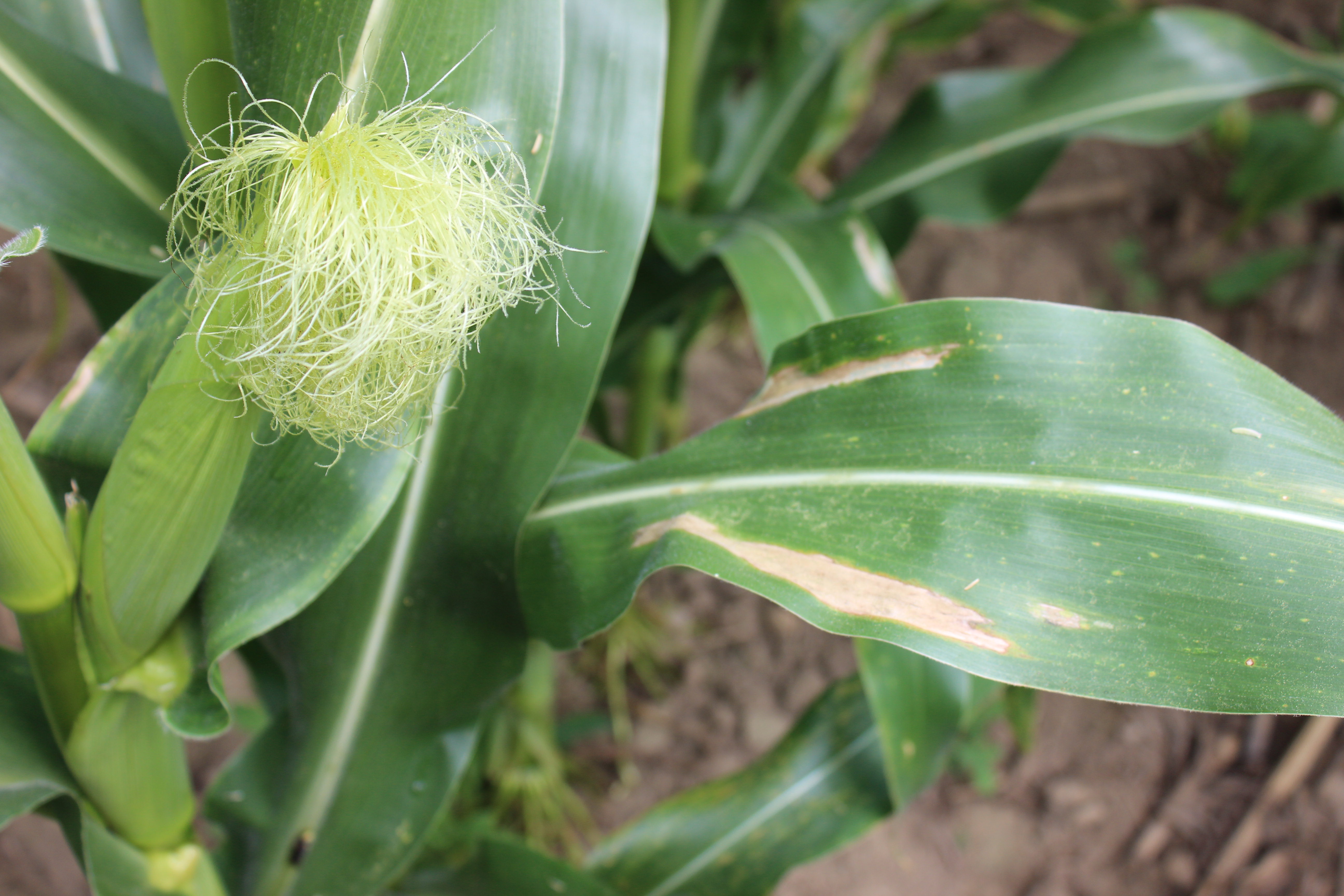 Maize Plant Object Detection Dataset By Mangoo