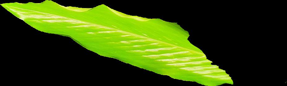 Leaf Detection Object Detection Dataset And Pre Trained Model By College