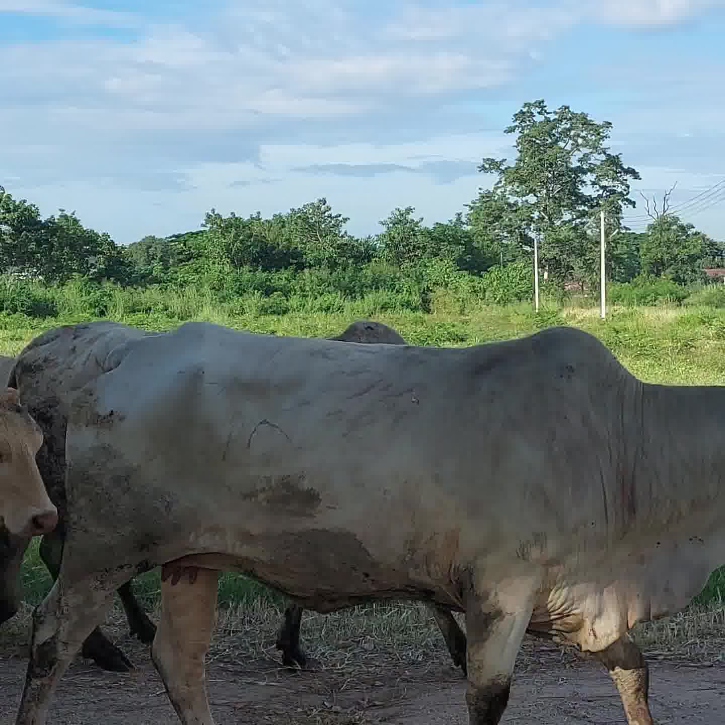 Cow side view Object Detection Dataset and Pre-Trained Model by University