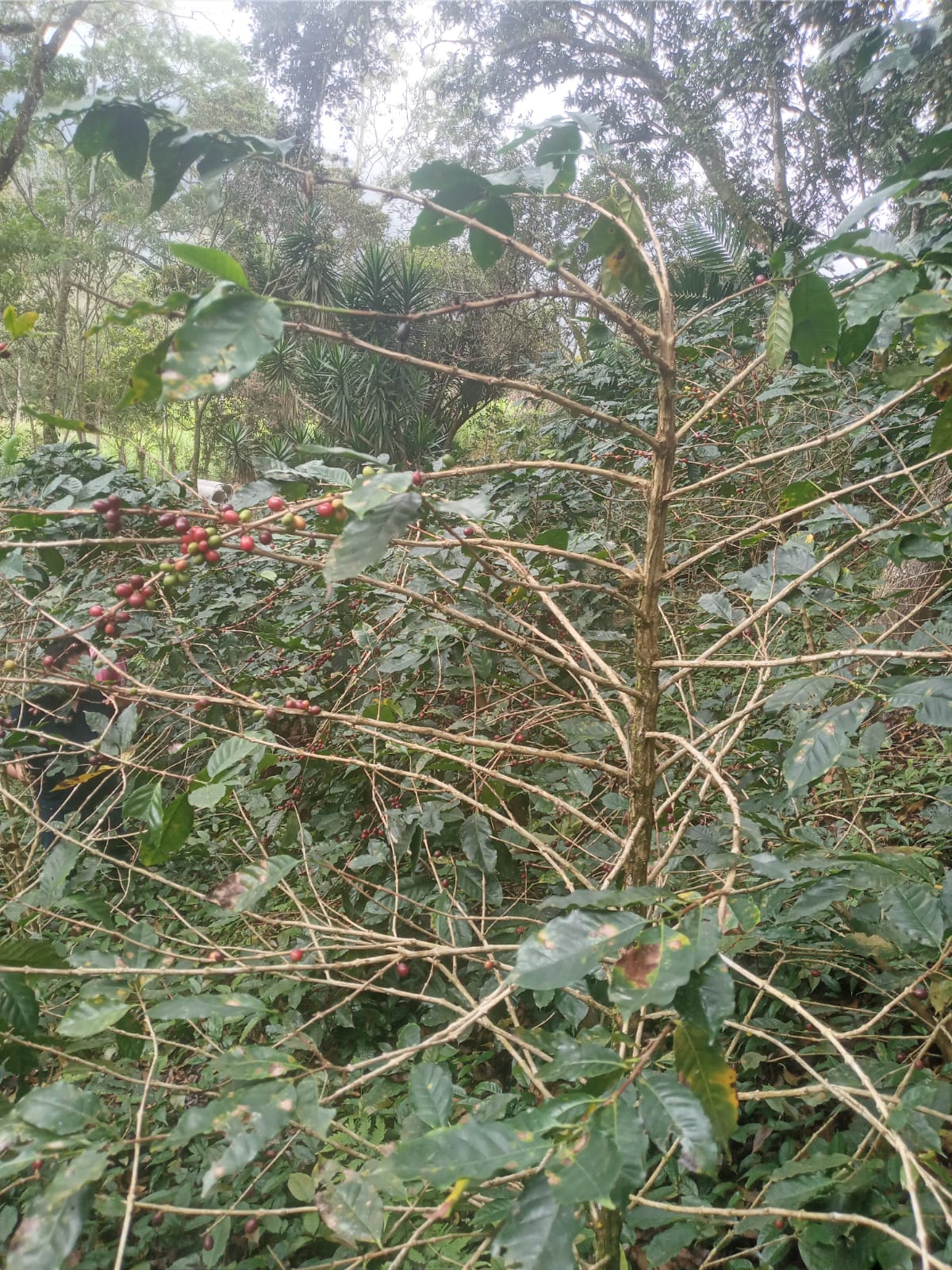 How to Use the Caso 2 DM Object Detection API