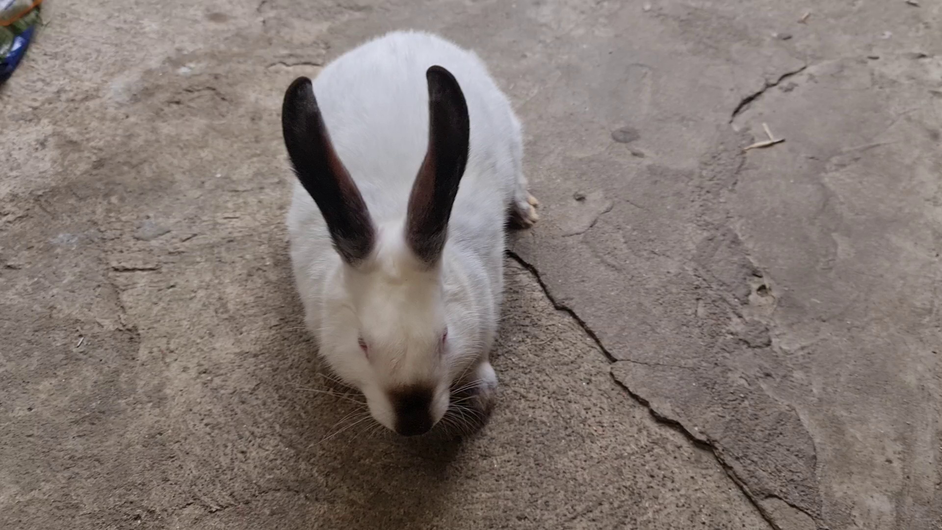 Rabbits Object Detection Dataset and Pre-Trained Model by rabbits