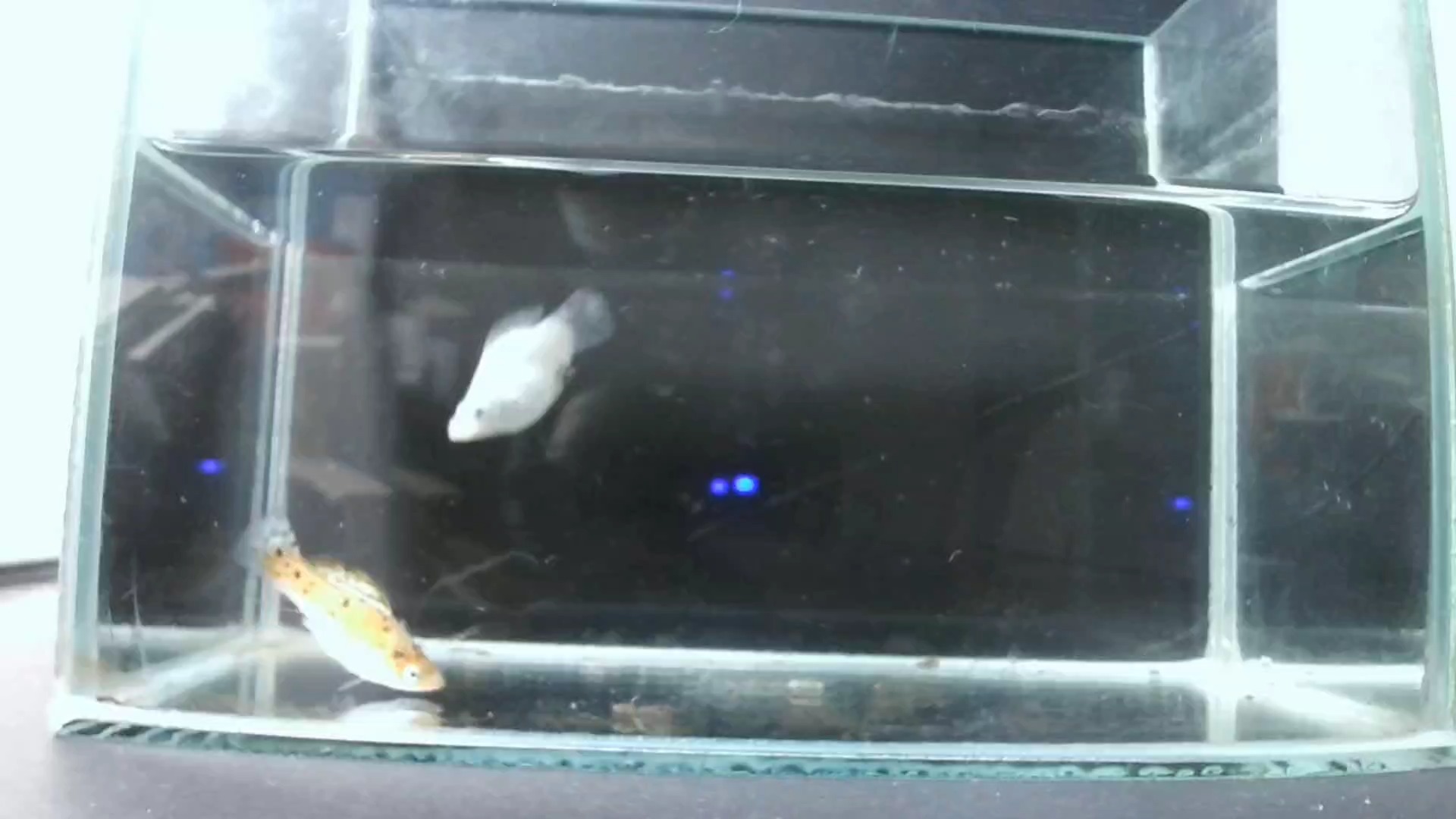 fgdfgd Object Detection Dataset by Satrinakhonsawan