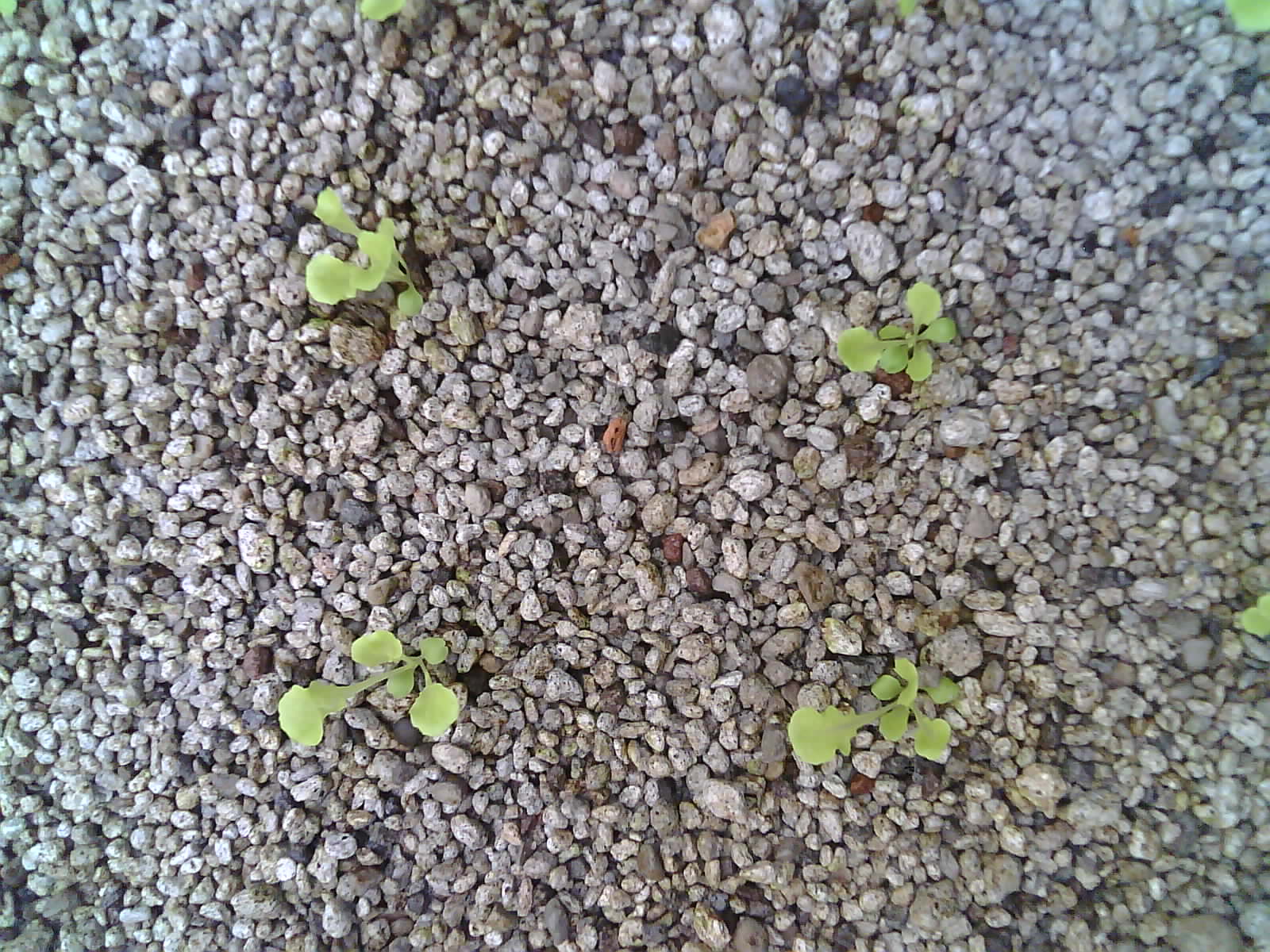 How to Use the Batavia Lettuce Detection Instance Segmentation API