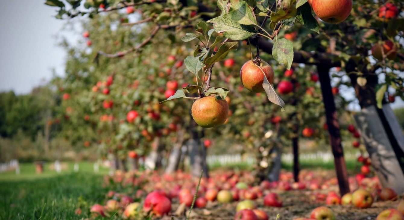 Apple detection Object Detection Dataset and Pre-Trained Model by project-tyvie