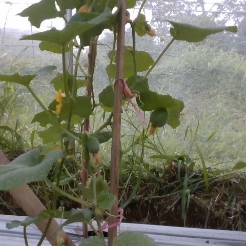 How to Use the Object Detection Melon Fruit Object Detection API