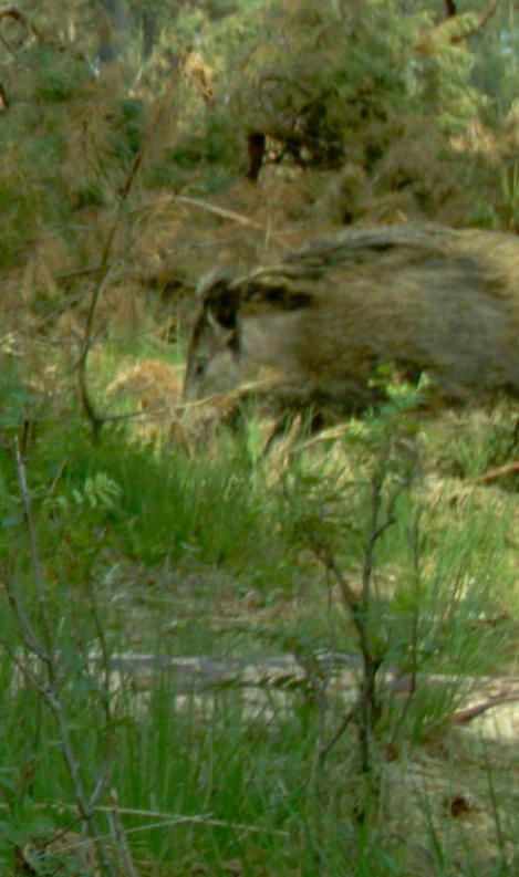 Wild Boar Object Detection Dataset by Trackabox