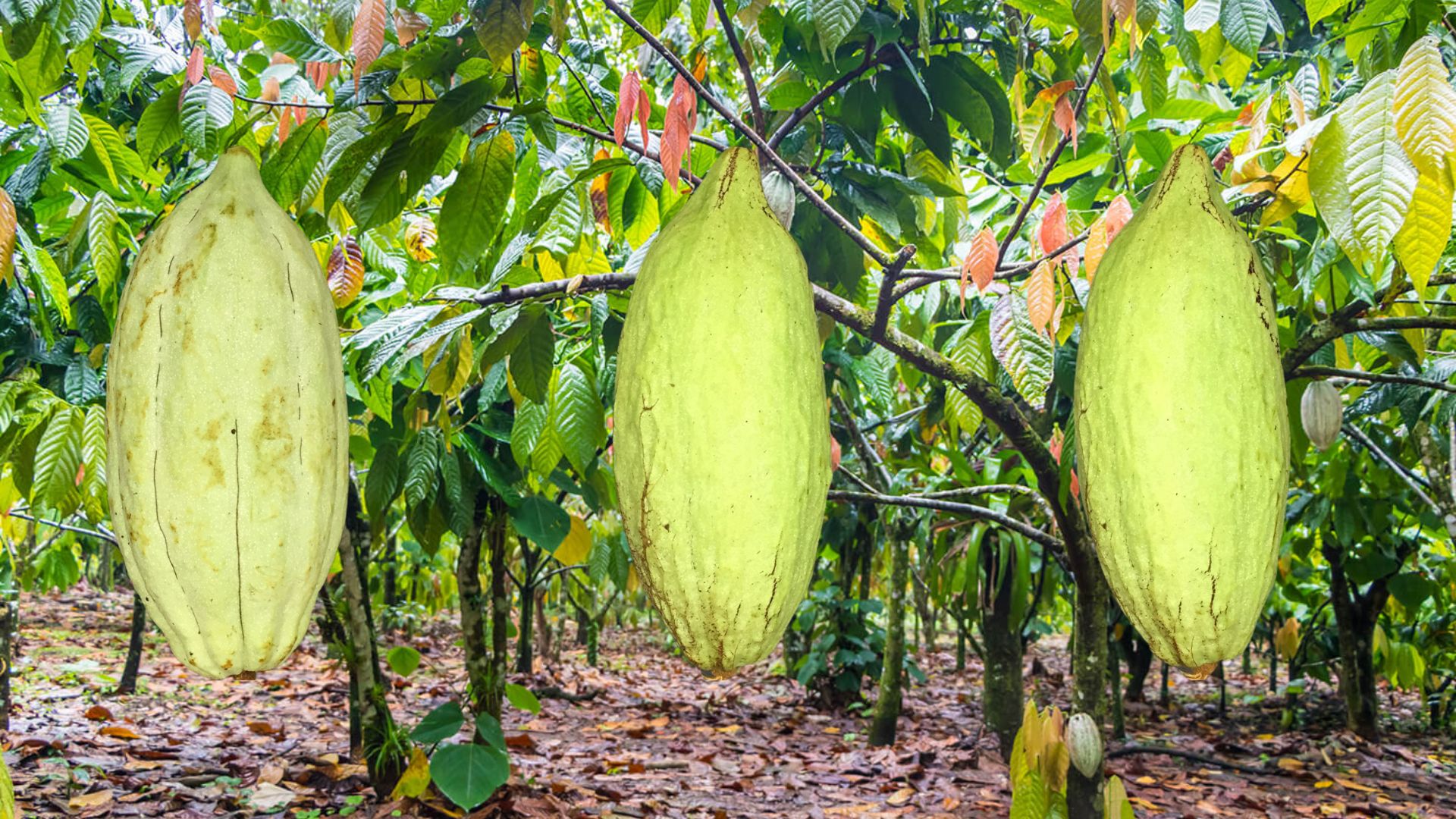 maturity detector Object Detection Dataset and Pre-Trained Model by sigmund