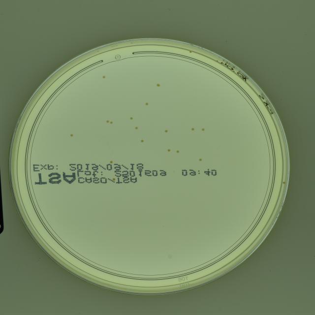 How To Use The Fase Object Detection Api