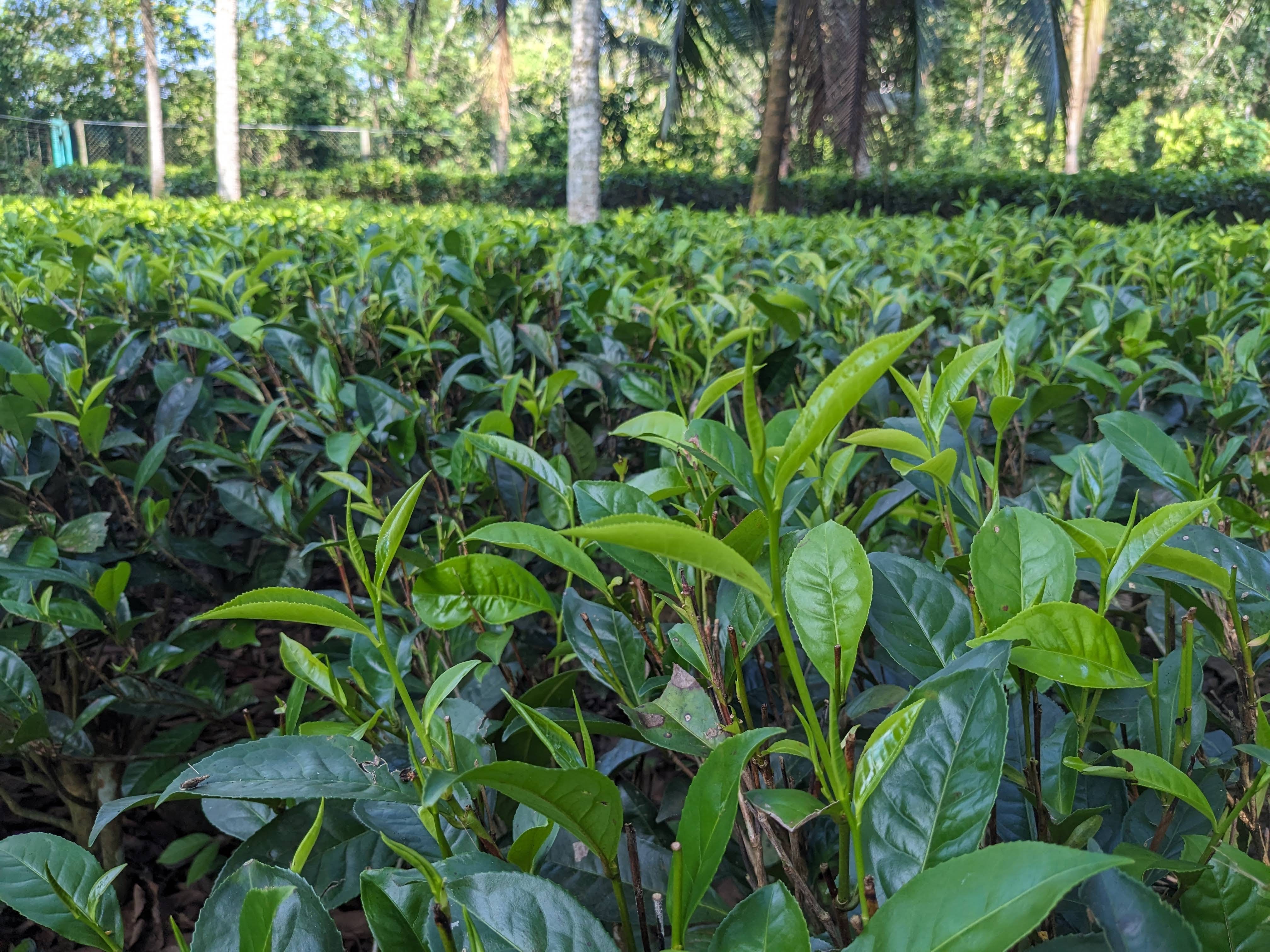 tea shoot detection Object Detection Dataset by tea shoot