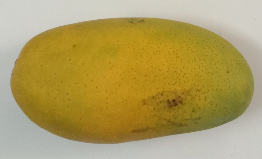Mango Object Detection Dataset V3 2023 05 11 6 00am By Ml