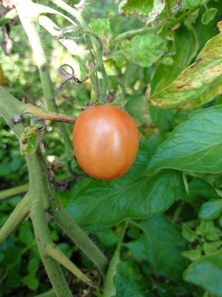 Tomato Classification Dataset and Pre-Trained Model by Deep Learning