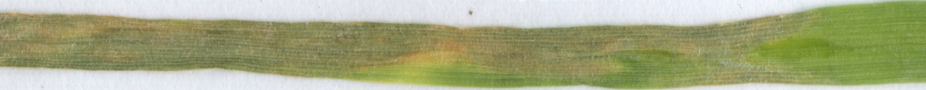 Leaf Dataset 375 Instance Segmentation Dataset By Septosympto