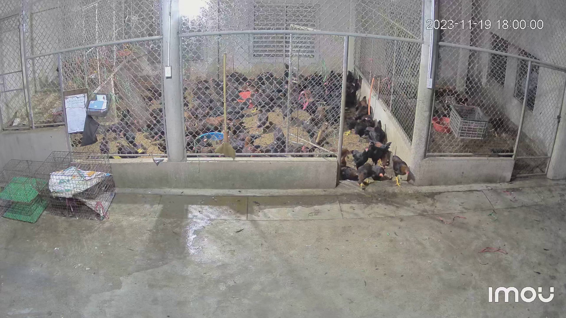 Detection Chicken Object Detection Dataset And Pre Trained Model By