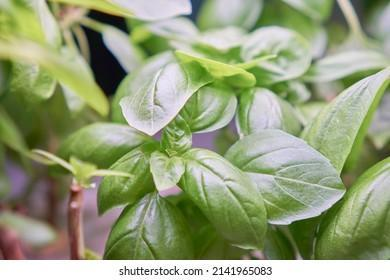 basil-classificationV1 Instance Segmentation Dataset by Capstone Training Data