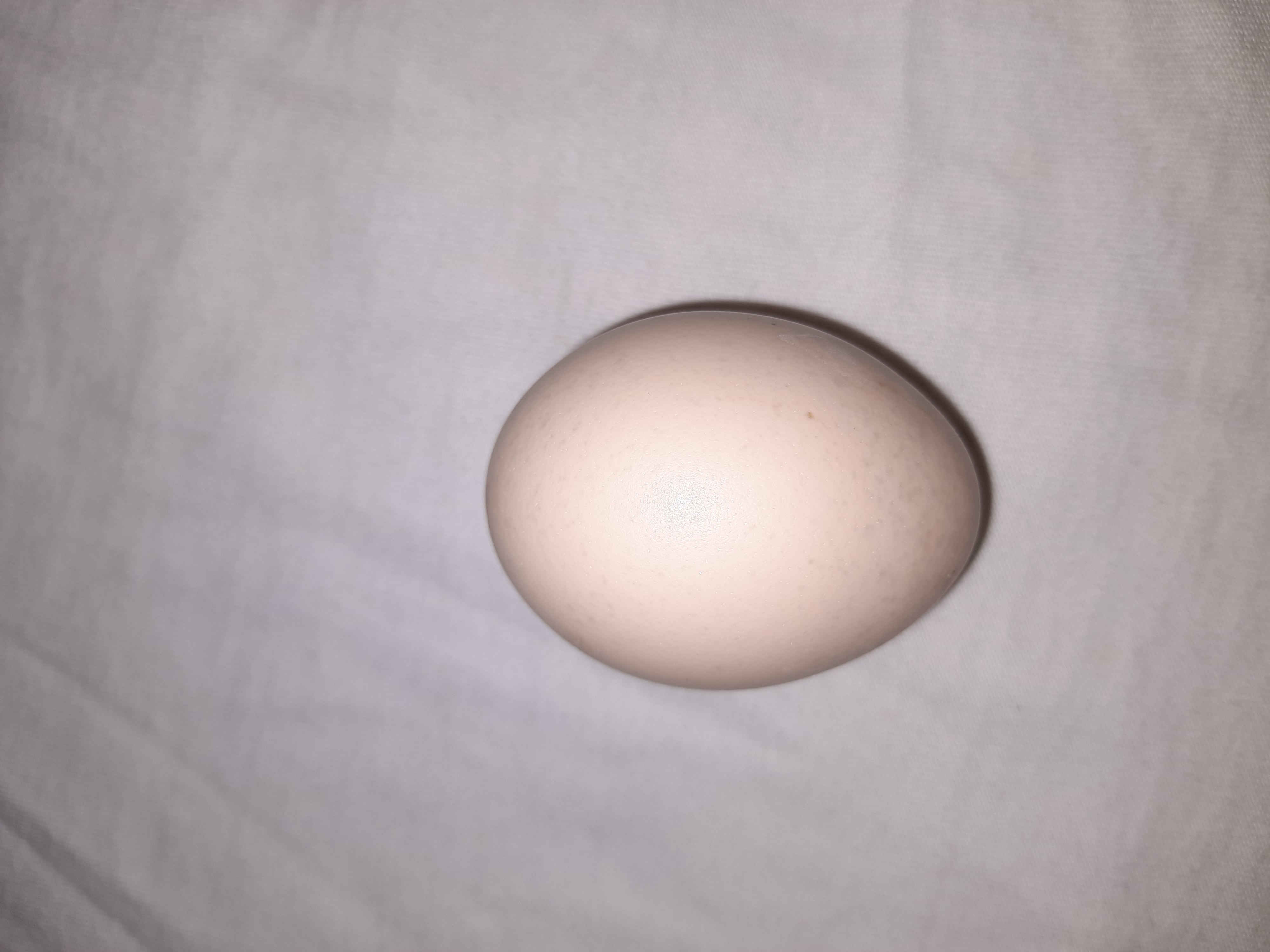 Deteksi Telur 1 Object Detection Dataset By Shofi