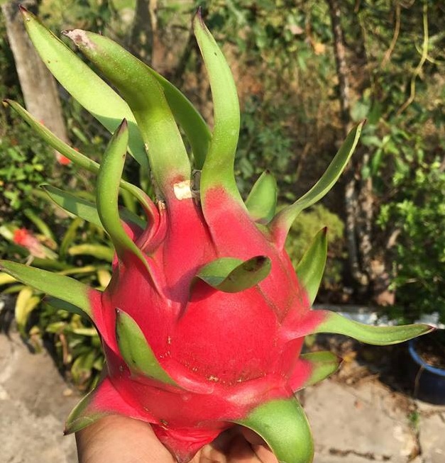 Recognize Dragon Fruit Object Detection Dataset by TFRecord