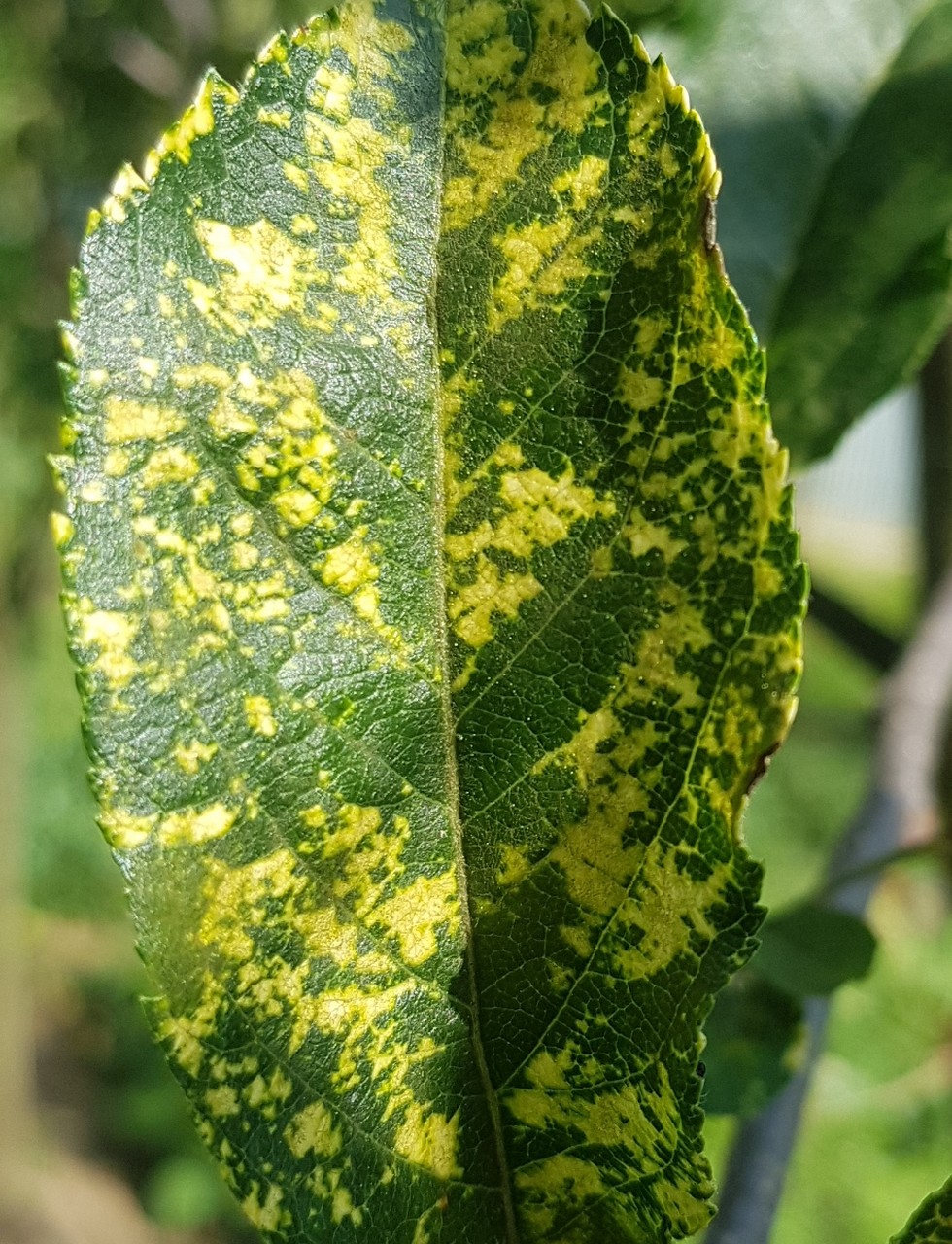 Apple Disease Classification Classification Dataset by PDF