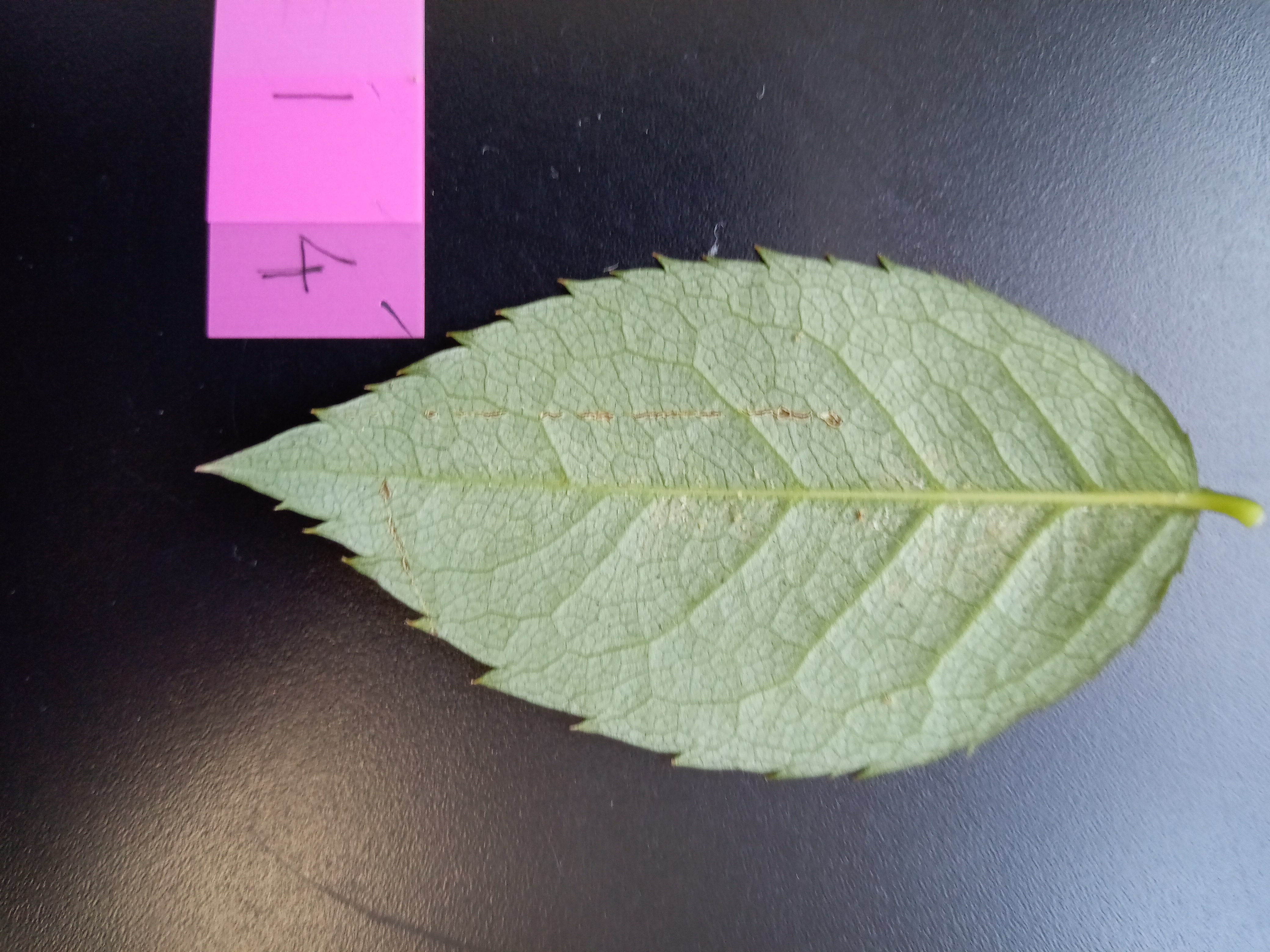 rose-leaf_outline-instance-segmentation Instance Segmentation Dataset ...