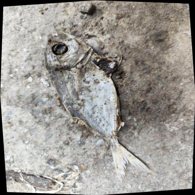 Ikan gosong Classification Dataset by ikan