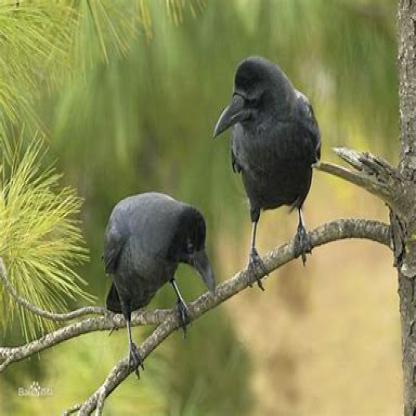 Crow Object Detection Dataset and Pre-Trained Model by Jax Berry