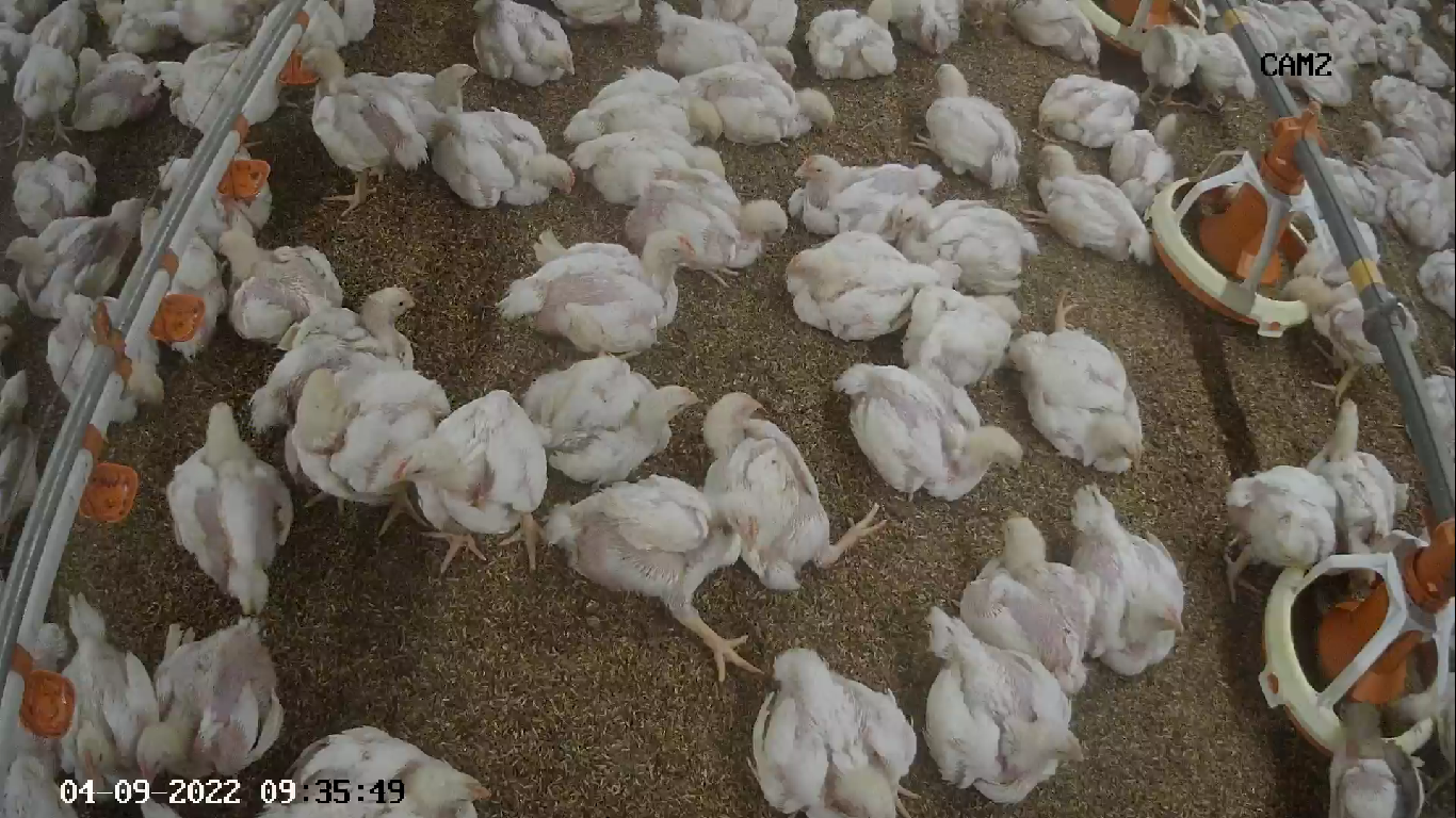 Chicken Broiler Object Detection Dataset By Aikoo