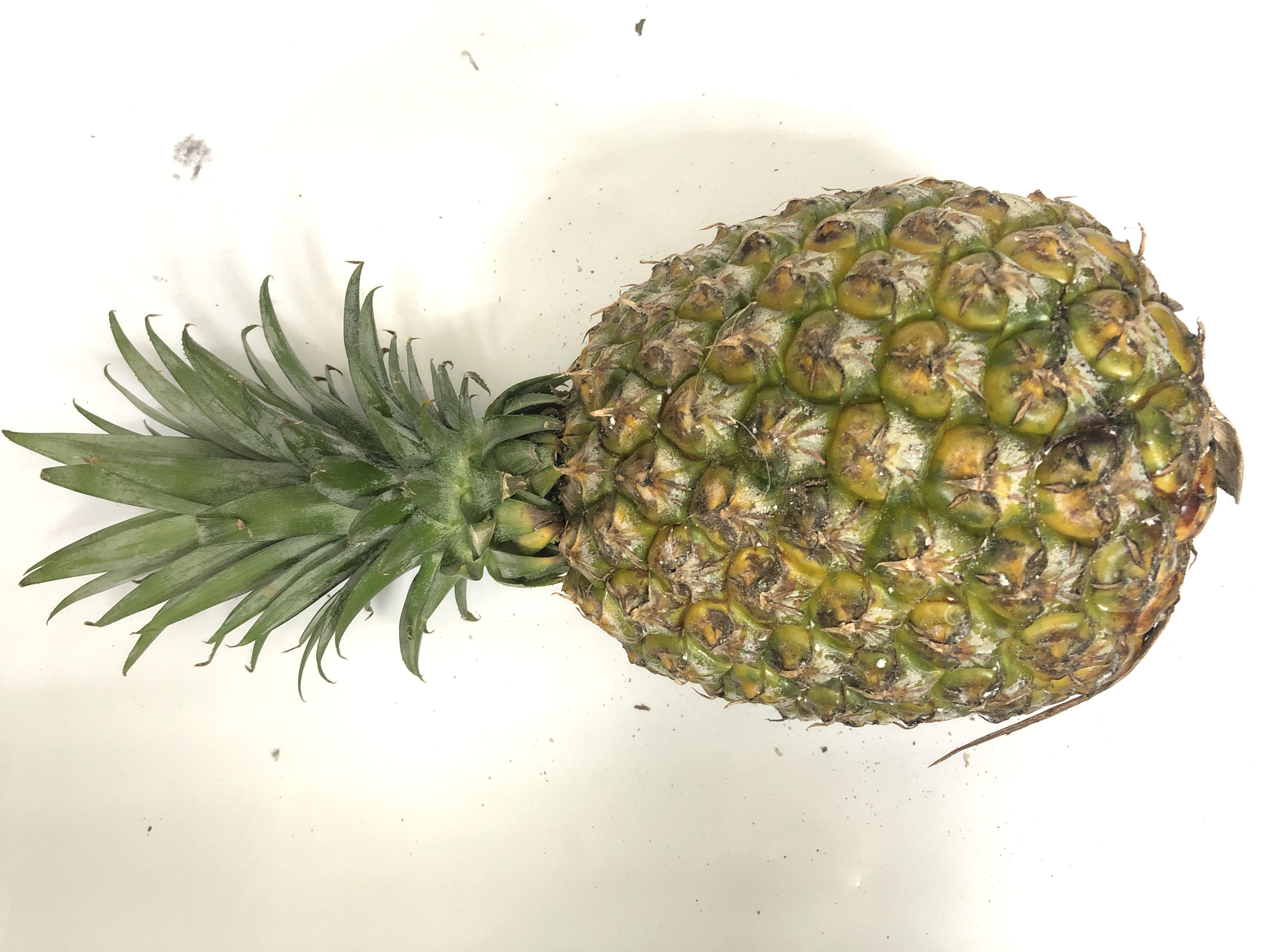 my own lab (my-own-lab-78dm4) - Roboflow Universe