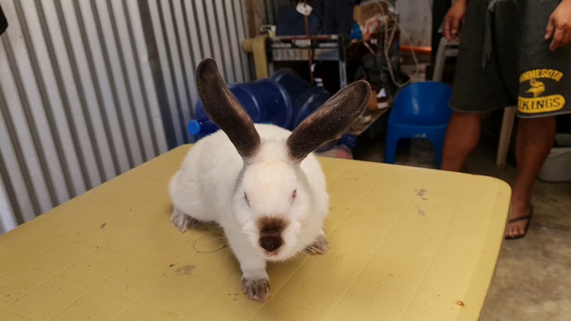 train6 Classification Dataset by Rabbit Management