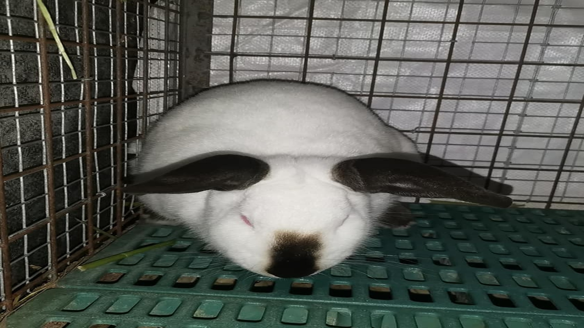 Rabbit Classification Object Detection Dataset by Rabbit Management