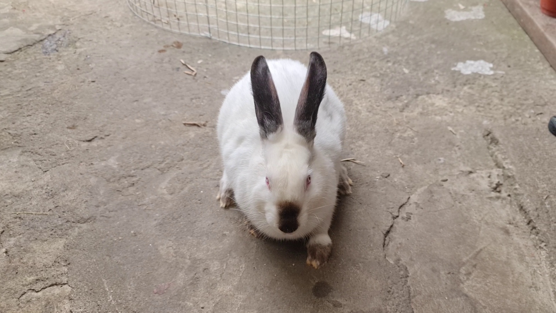 train4 Classification Dataset by Rabbit Management