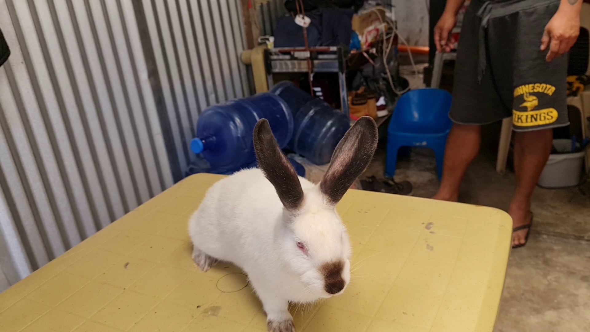 train5 Classification Dataset by Rabbit Management