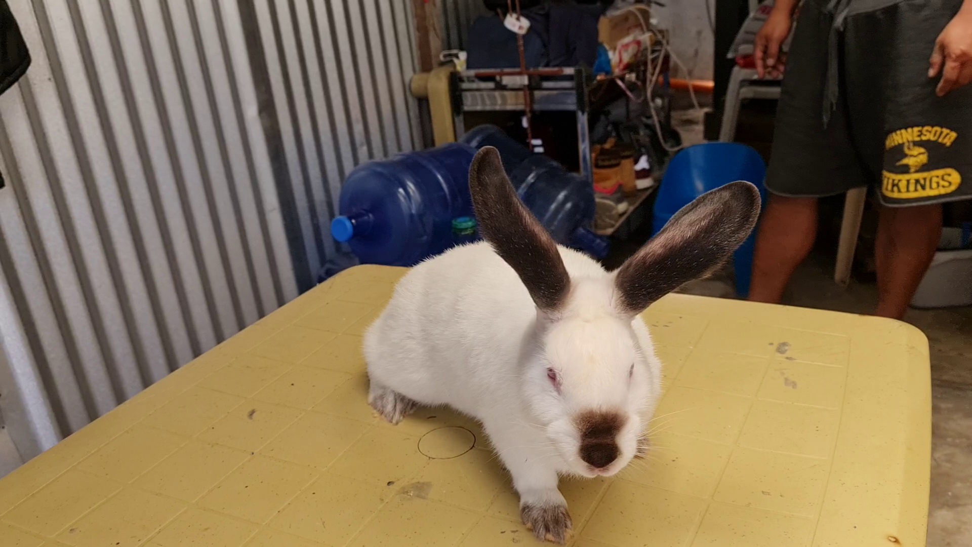 train_rizel2 Classification Dataset by Rabbit Management