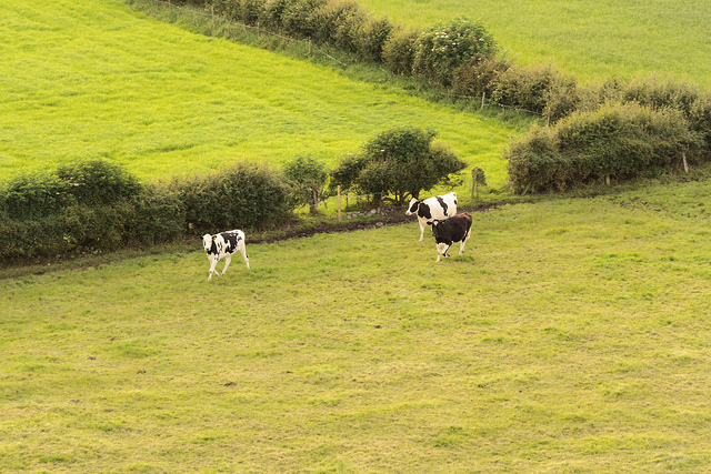 Cow Object Detection Dataset By Agtech Ai