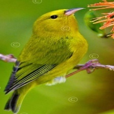 brid Classification Dataset by AgTech AI