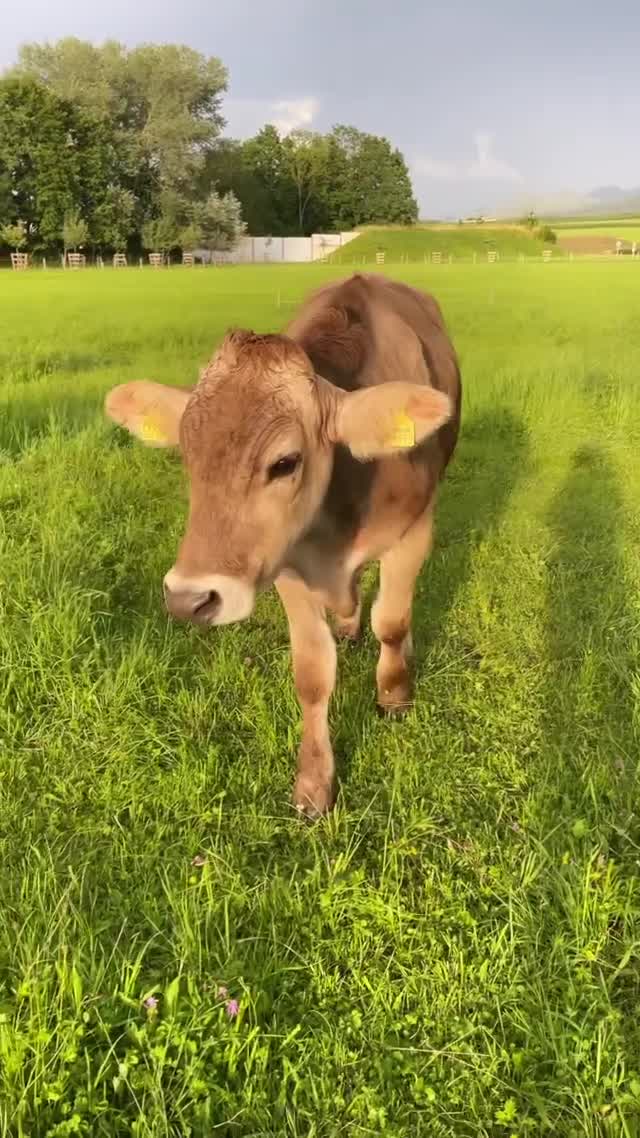 Cow Faces Object Detection Dataset By Ntokozo