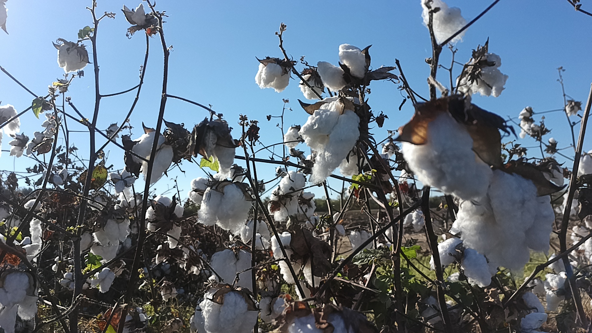 Cotton-detect-sunny Object Detection Dataset by Zhang lab Projects