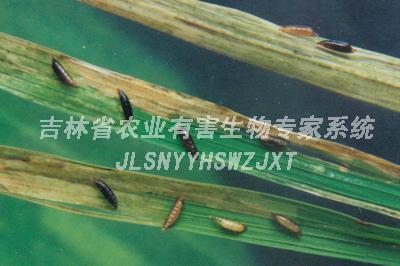 Paddy Rice Pests Classification Dataset and Pre-Trained Model by TIP