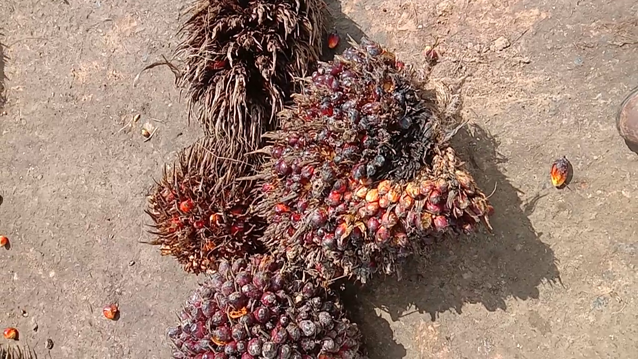 FFB-stacked-small Object Detection Dataset and Pre-Trained Model by ...