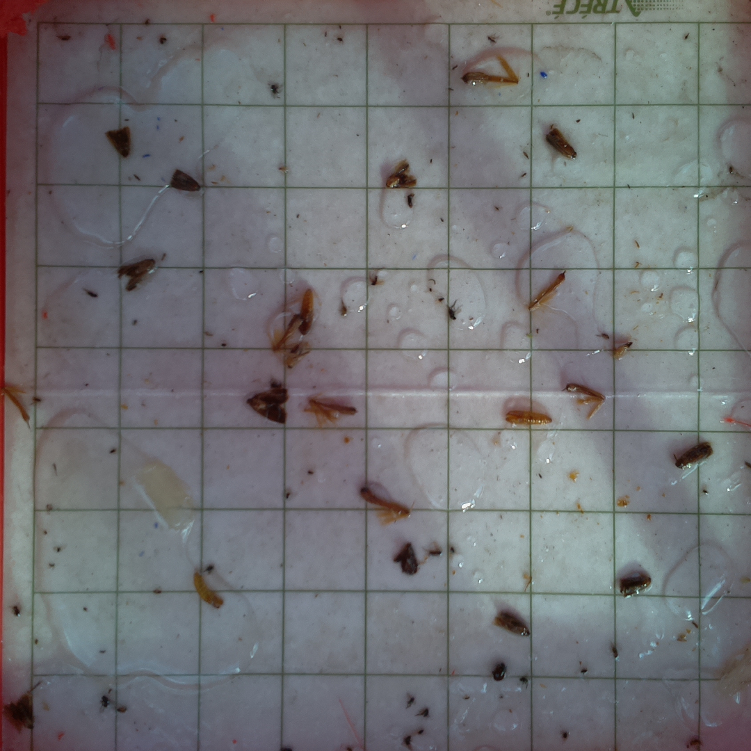 falena+insetti30%v2 Object Detection Dataset by workspace1