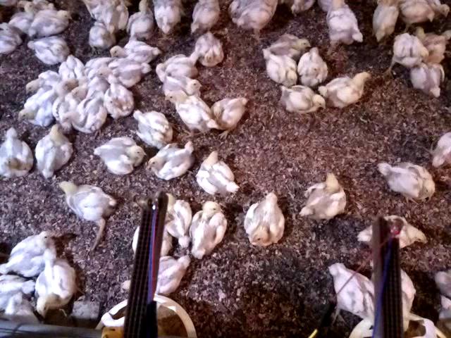 broiler Object Detection Dataset and Pre-Trained Model by seoul ...