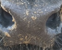 Cow Identification Classification Dataset and Pre-Trained Model by TDC