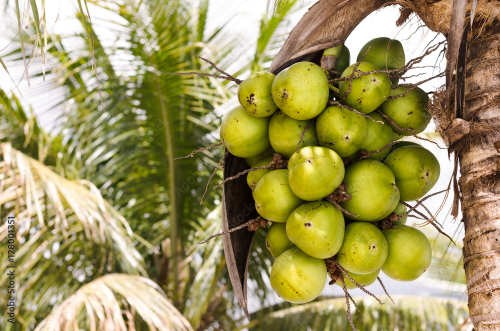 coco-set Object Detection Dataset by yolov5scoconut