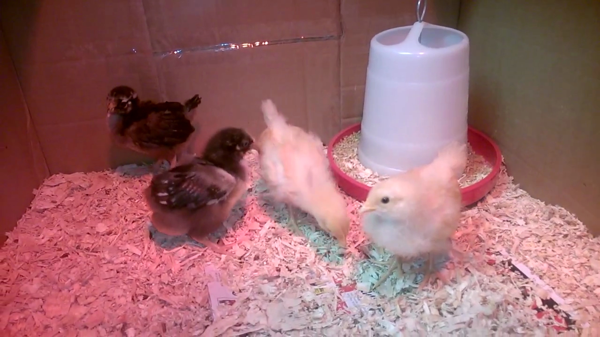 Chicken-Week-one Object Detection Dataset by 360digitmg