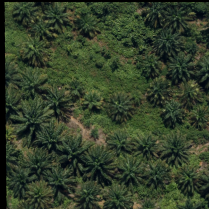 Object Detection Oil Palm Tree R3 Object Detection Dataset by ESQBS