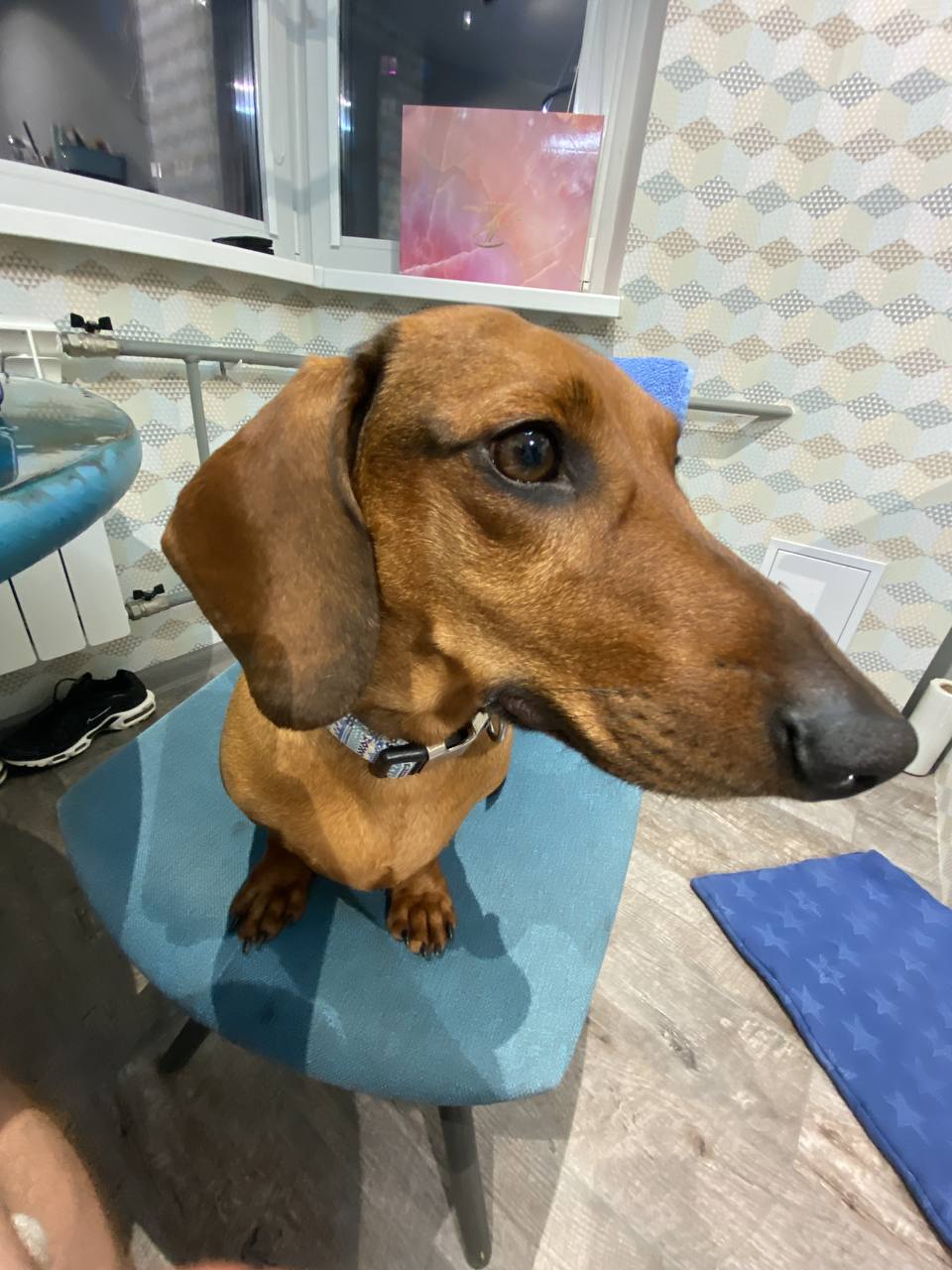 Dogs detection Object Detection Dataset and Pre-Trained Model by Skoltech