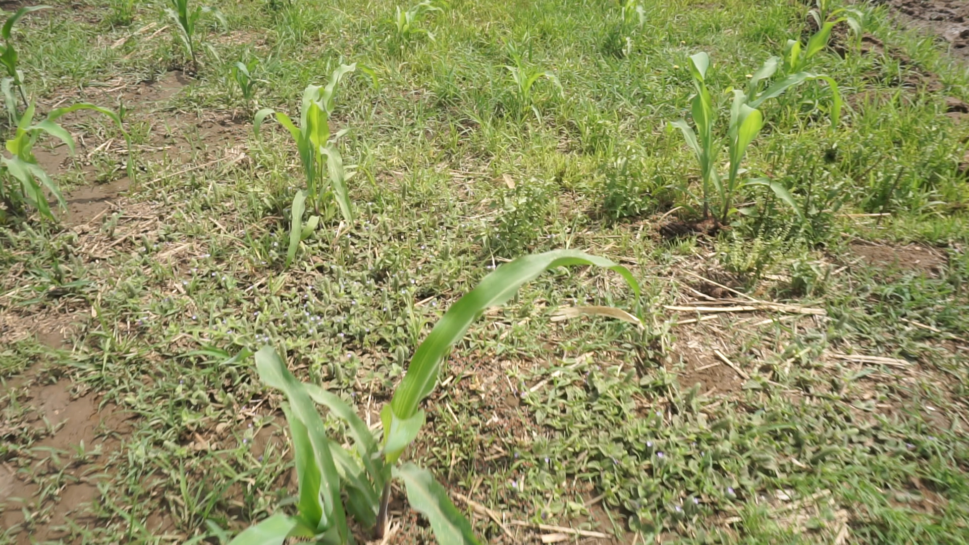 Maize And Weed Detection Object Detection Dataset And Pre Trained Model