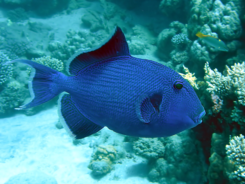 fish_segment Instance Segmentation Dataset and Pre-Trained Model by project-jo3vz