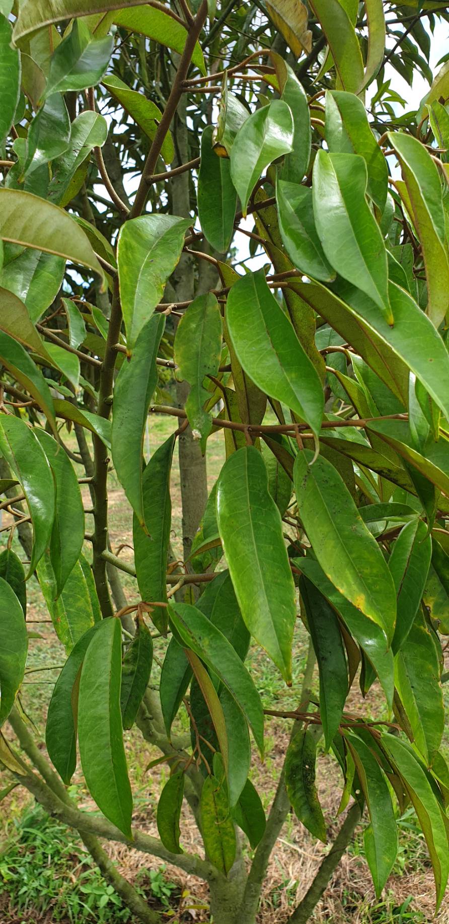 Durian-Drone Object Detection Dataset by me