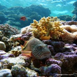 How to Use the Underwater Instance Segmentation Instance Segmentation API